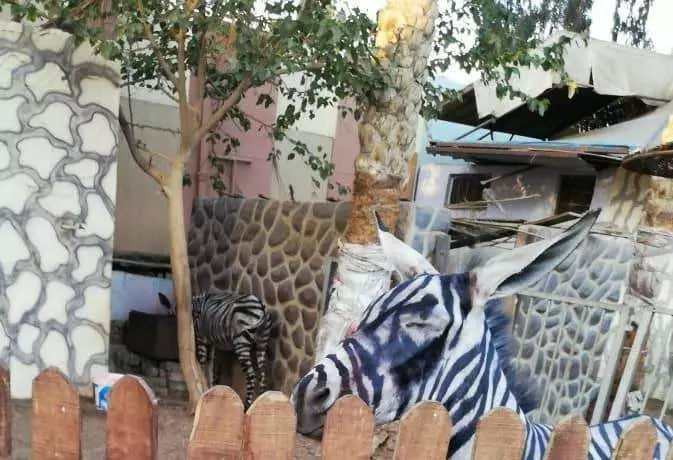Egiptuse loomaaed üritab maalitud eesleid sebradena jätta, kuid see ebaõnnestub 3696_1