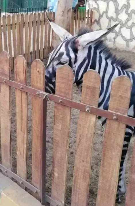Az egyiptomi állatkert a festett szamarakat zebrákként próbálja átadni, de szerencsétlenül 3696_2