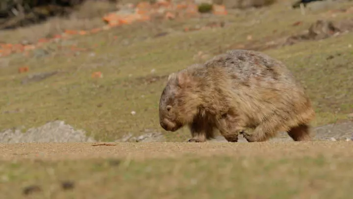 Manje Sesiyazi Ukuthi Ama-Wombats Akhiqiza Kanjani Ama-Cubic Poos Awo Ahlukile