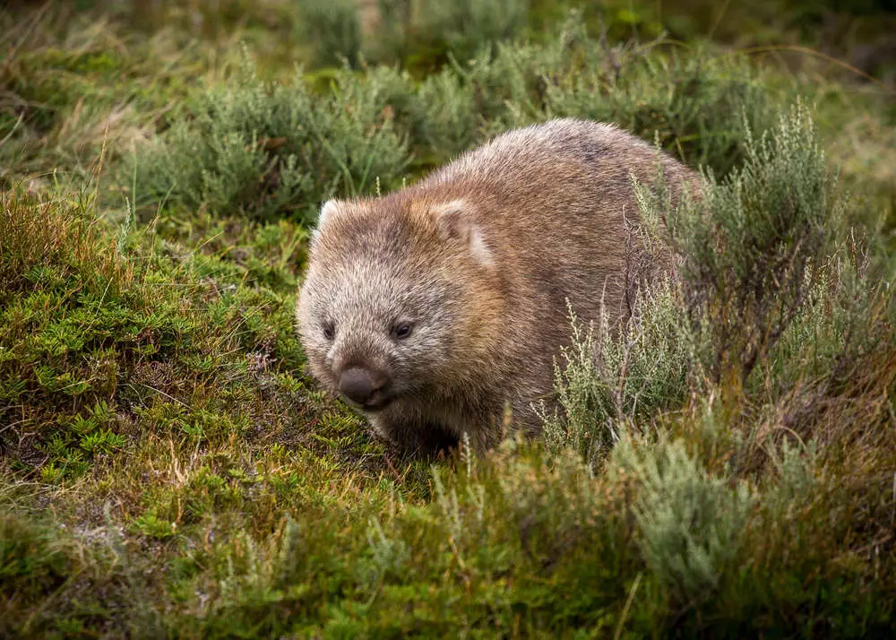 Vi ved nu, hvordan Wombats producerer deres unikke Cubic Poos 3716_2