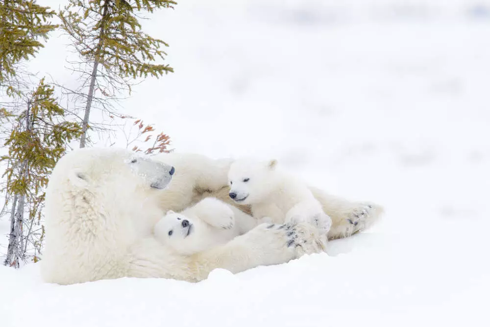 Таяние морского льда и голод могут привести к исчезновению белых медведей к 2100 году 3843_1