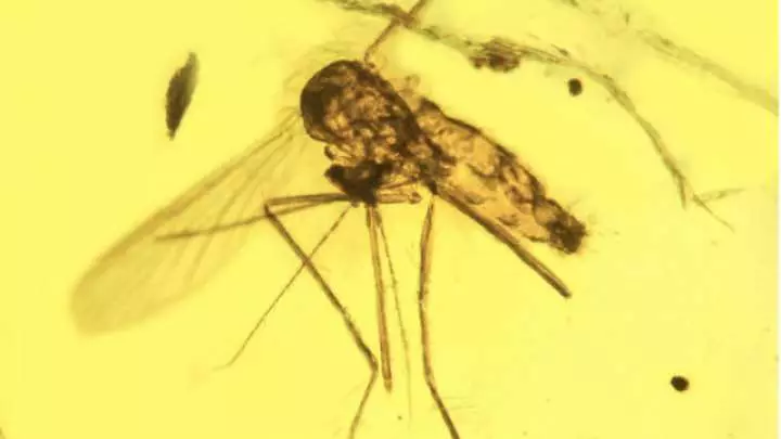 L'ancêtre du paludisme a peut-être déjà infecté des dinosaures
