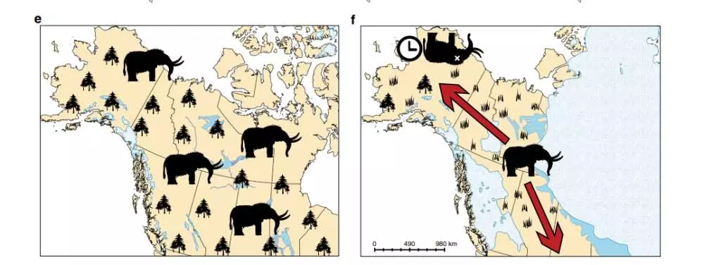 Mastodons het epiese klimaatgedrewe migrasies oor Noord-Amerika gemaak, maar 'n genetiese prys betaal 4122_1