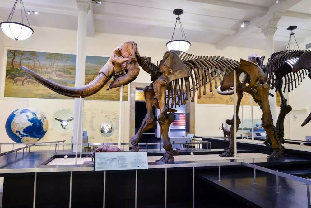 Mastodons teki eeppisiä ilmastovetoisia muuttoja Pohjois-Amerikassa, mutta maksoi geneettisen hinnan 4122_2