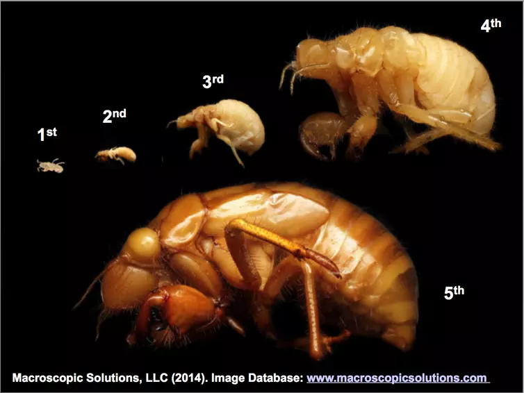 Izigaba ezinhlanu ze-nymphal zokuthuthukiswa kwe-cicada.
