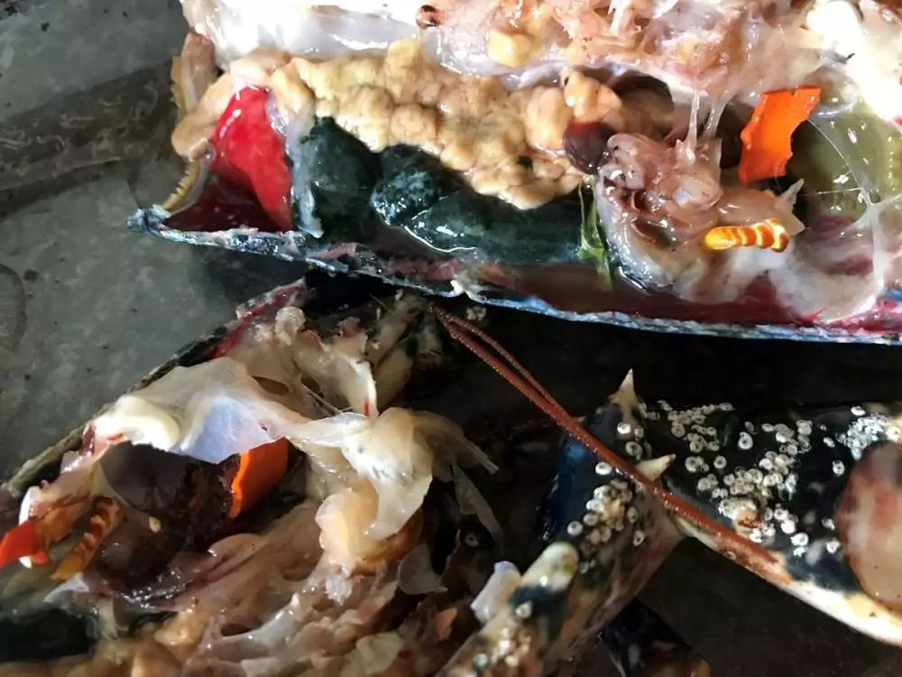Šokujúce fotografie ukazujú gumené hadičky uložené v žalúdku homára Chef sa pripravoval 4154_1