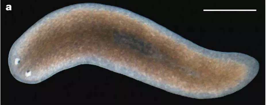 Axolotl Genome sekventeret for første gang og afslører fantastiske kræfter til regenerering 4223_1
