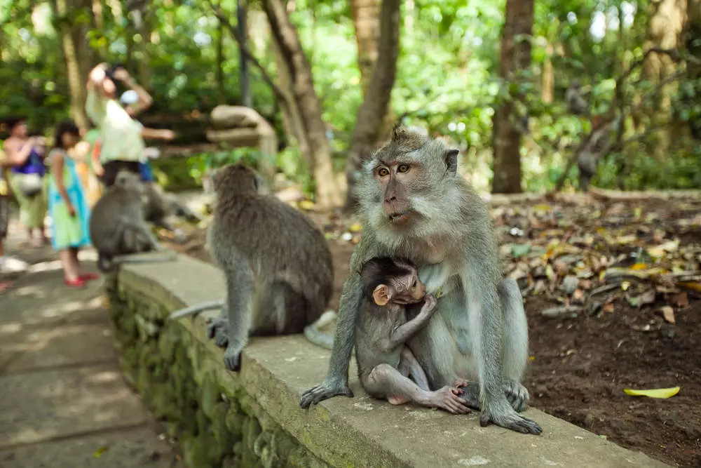 שודדי קופים גונבים חפצים של תיירים ומחזיקים אותם תמורת כופר בתמורה לאוכל 4409_1