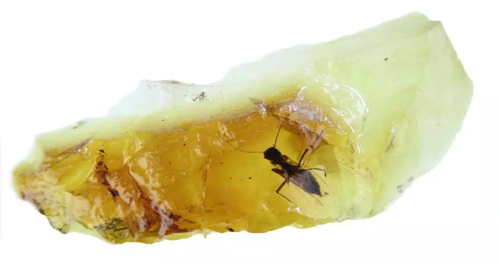 Fosilizirane muhe v dejanju nečistovanja med najstarejšimi, ohranjenimi v jantarju v Avstraliji 4554_1