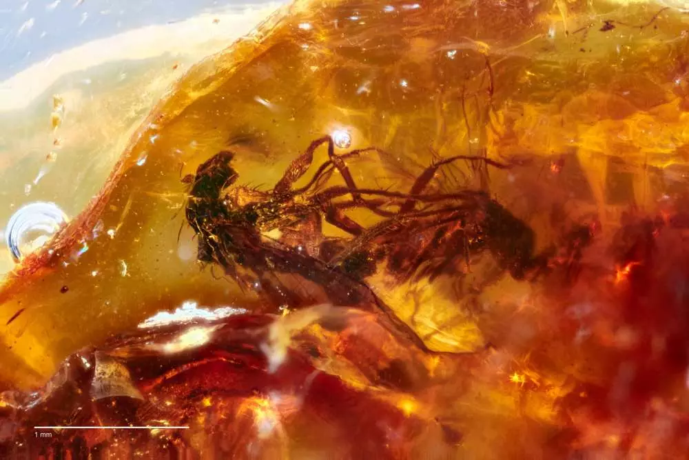 Фосилизирани муви во чинот на блудништво меѓу најстарите пронајдени сочувани во килибар во Австралија 4554_3