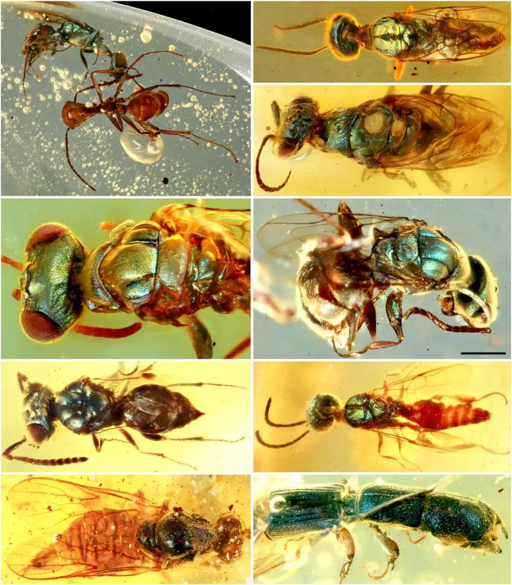 A borostyán minták 99 millió éves rovarok élénk színeit tárják fel 4555_1