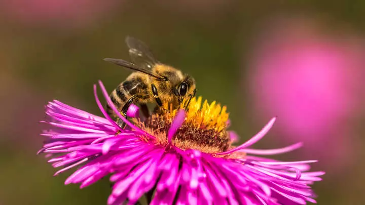 Trumpova administracija ukida zabranu poznatih pesticida za ubijanje pčela u skloništima za divlje životinje