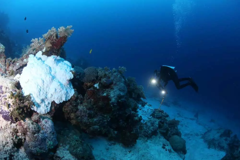 Zbardhja e rëndë e koraleve ndodh në thellësi shumë më të mëdha se sa mendonim 4716_2