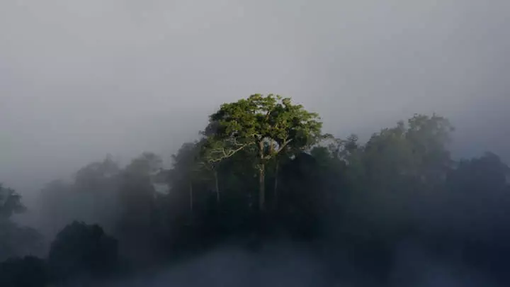Partes da Amazônia estão produzindo mais carbono do que absorvem