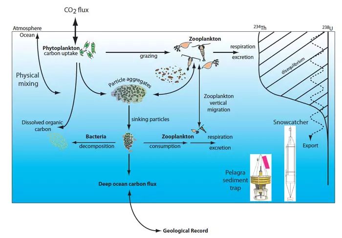 Mtsinje wa Trickle-Down Algae Unapulumutsa Moyo Wam'madzi Kuchokera ku Dinosaur-Killing Extinction Event 4735_2