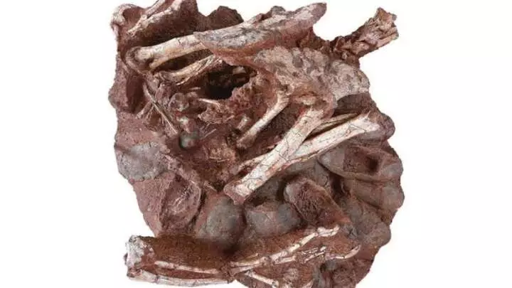 Nyika-Yekutanga Fossil Inoratidza Dinosaur Yakagara PaClutch Yemazai SeShiri