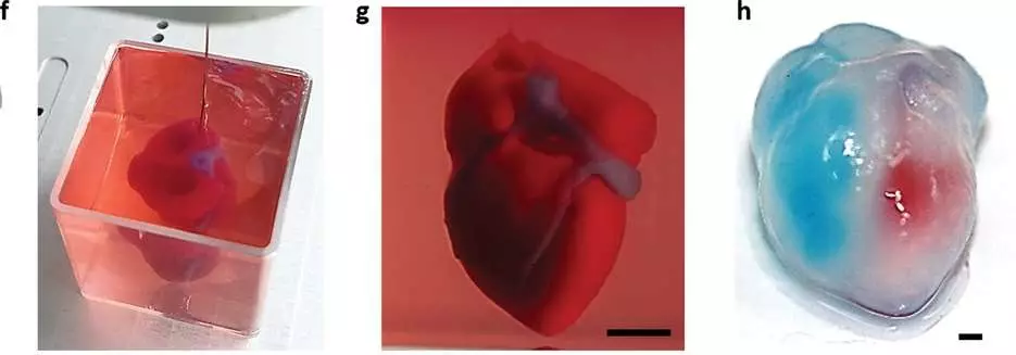 Alymlar hassanyň öz öýjüklerini ulanyp, dünýäde ilkinji 3D çap edilen ýüregi döredýärler 474_1