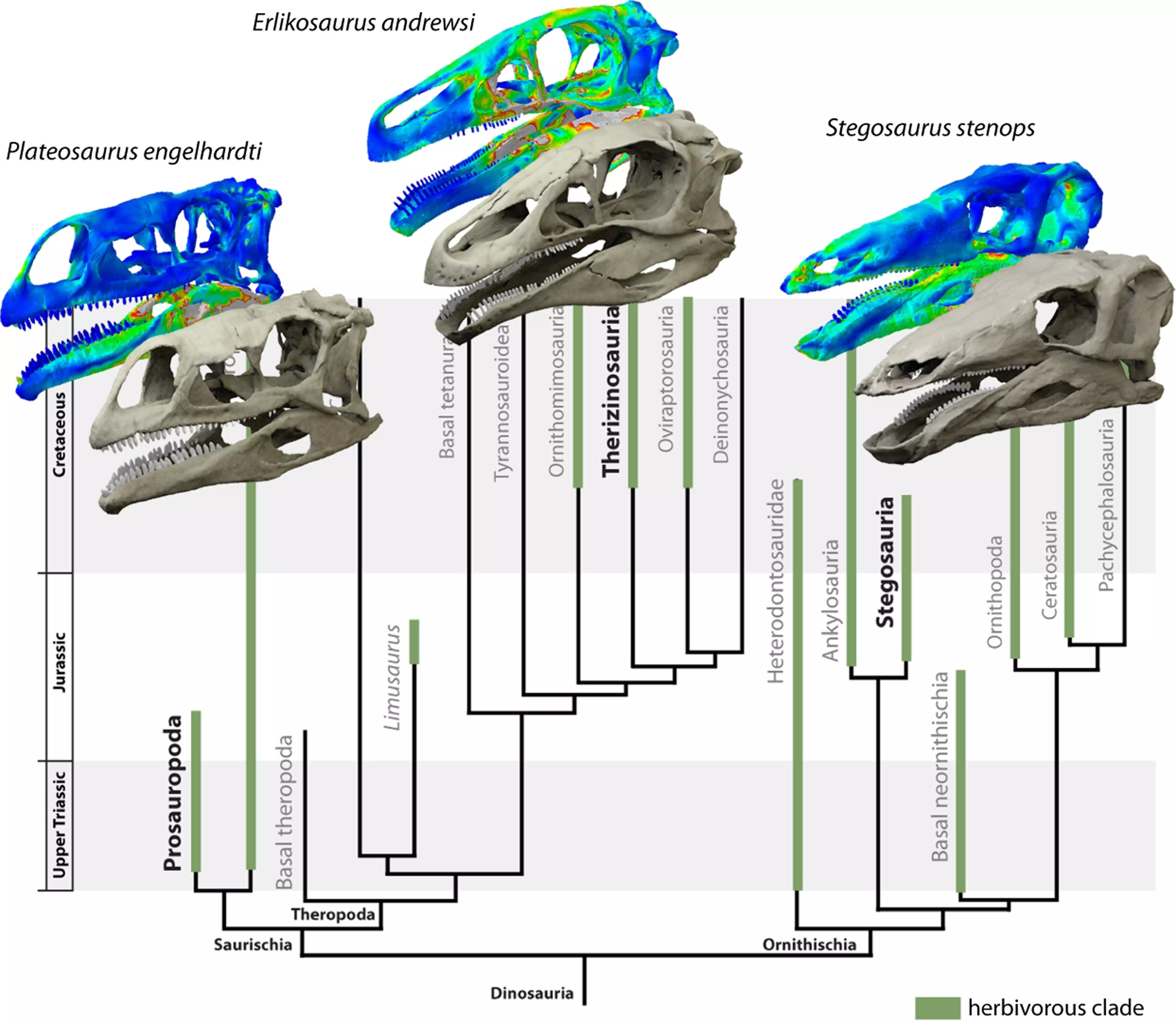 Çalışma Stegosaurus'un Isırma Mukavemetinin Bir İneğe Benzer Olduğunu Ortaya Çıkardı 4773_1
