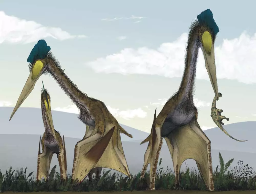 Dëse 77 Millioune Joer ale Zwerg Pterosaurier war déiselwecht Gréisst wéi eng Kaz 4775_2