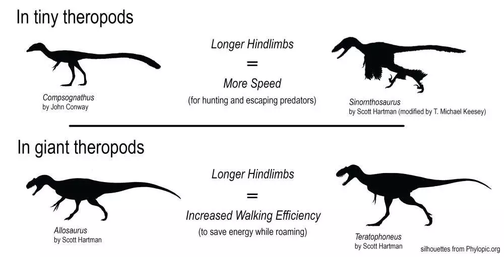 Le gambe lunghe del Tyrannosaurus Rex sono state fatte per camminare, non per correre 477_1