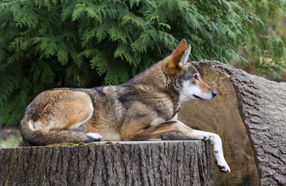 Los republicanos quieren forzar la extinción del lobo rojo en peligro crítico 4822_1