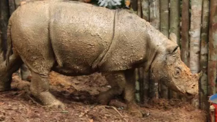 Rinoceronte de Sumatra en peligro crítico visto en Borneo indonesio por primera vez en 40 años