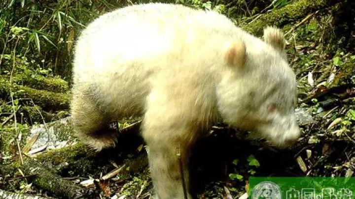 ខ្លាឃ្មុំ Albino ដ៏កម្រ ត្រូវបានគេប្រទះឃើញ នៅក្នុងឧទ្យានជាតិចិន