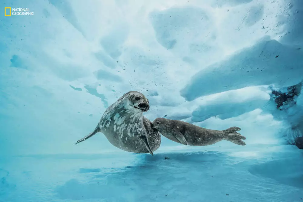 Drąsaus biologo dramatiškuose vaizduose užfiksuotas gyvenimas po Antarktida 4917_1