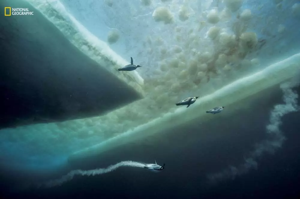Leven onder Antarctica vastgelegd in dramatische beelden door gedurfde bioloog 4917_2