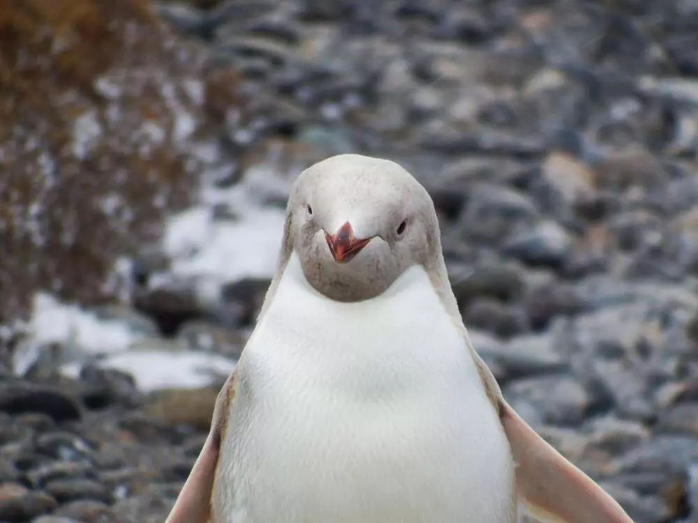 Leuzismus oder Albinismus? Unglaublich seltener gelber Pinguin lässt Wissenschaftler am Kopf kratzen 491_1