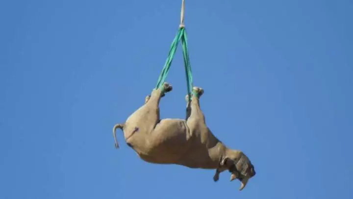 Dangling Rhinos اور Decongesting Orgasms نے اس سال کے Ig نوبل ایوارڈز جیت لیے