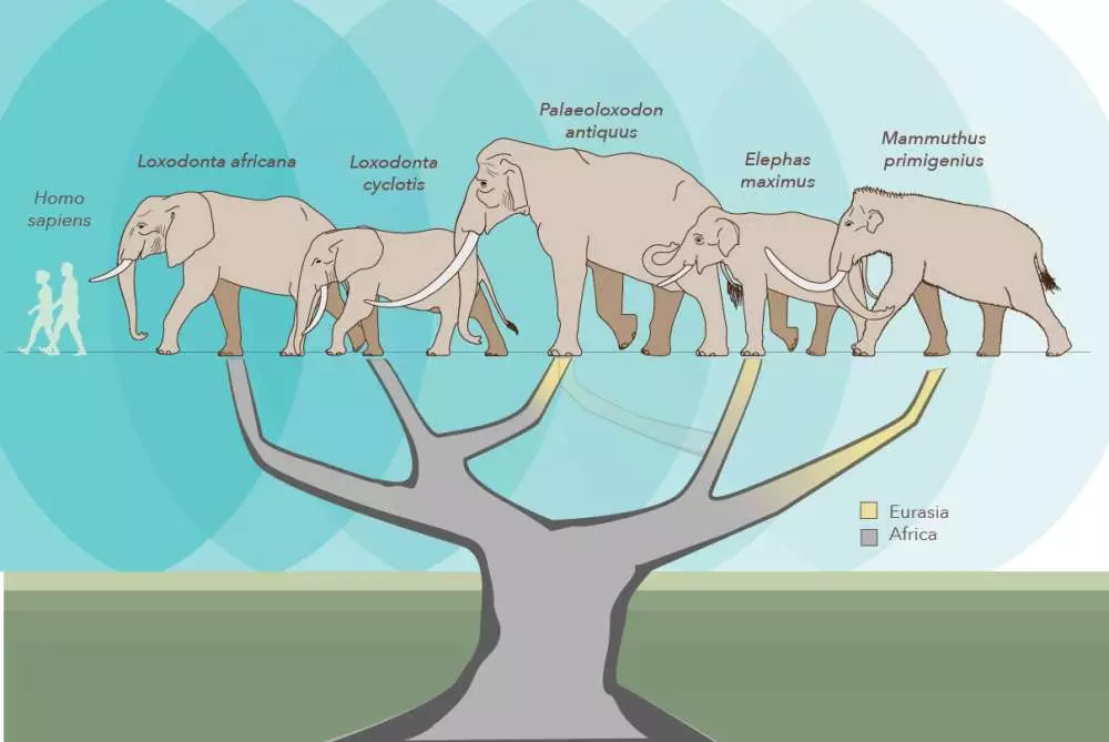 معدوم وشال ہاتھی کی جینیات نے ثابت کیا کہ حقیقت میں دو زندہ افریقی انواع ہیں۔ 5244_1