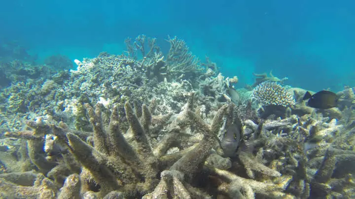 Велики корални гребен можда трпи још једно масовно избељивање