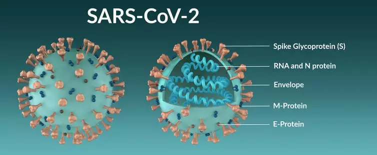 Daim duab qhia txog cov qauv ntawm SARS-CoV-2 coronavirus molecule nyob rau hauv tag nrho thiab hauv seem.