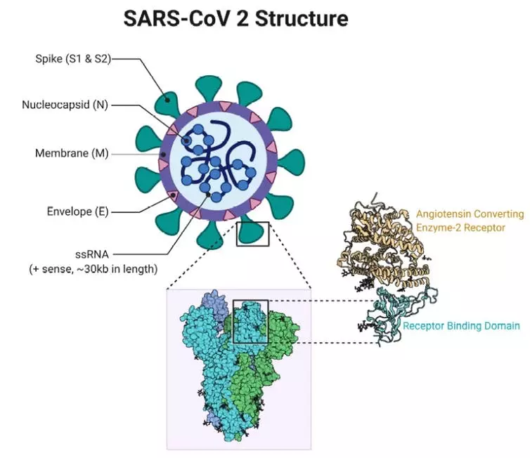 Ilustrácia štruktúry SARS-CoV-2 znázorňujúca molekulárnu architektúru proteínu Spike S a proteínového komplexu ACE2-Spike S