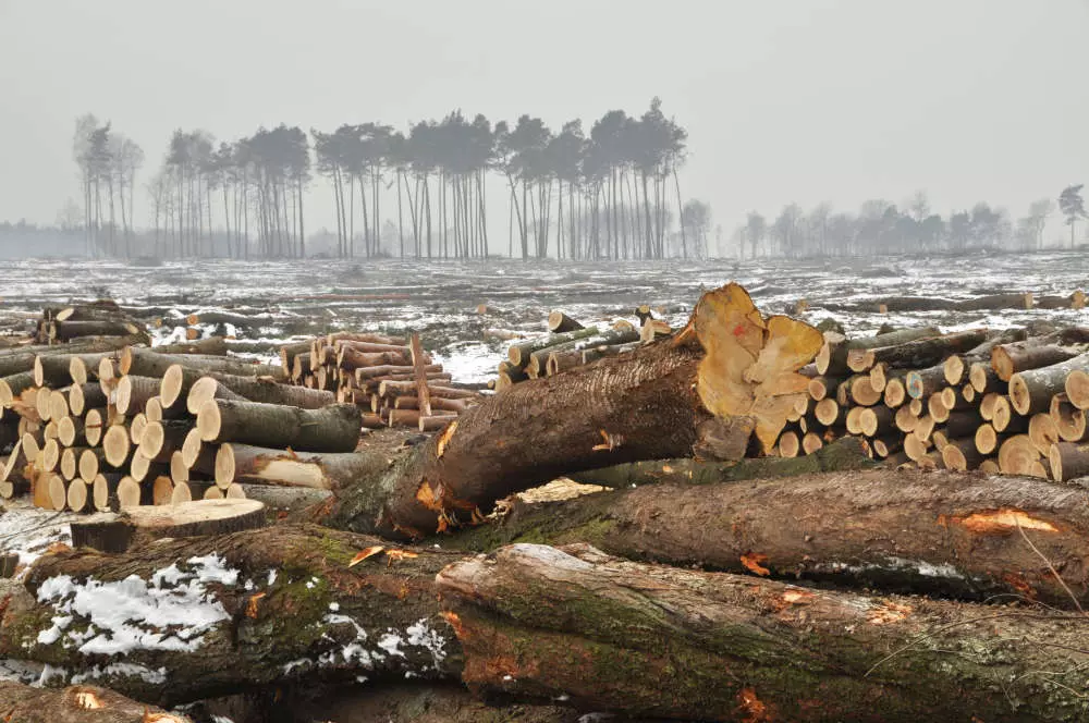 Globala vilda djurpopulationer har minskat med 60 procent på 40 år, avslöjar WWF-rapport 5365_1