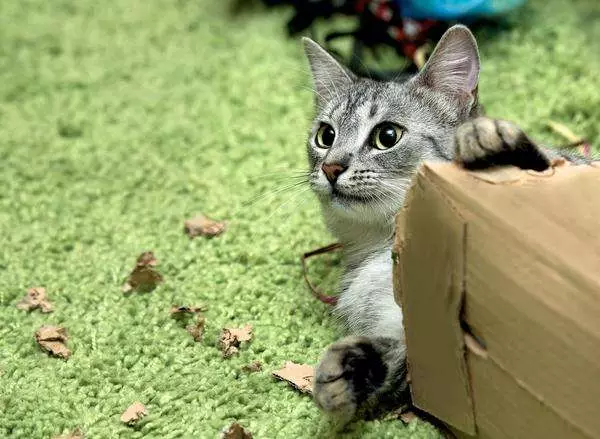 Почему кошки так любят коробки? 5429_1