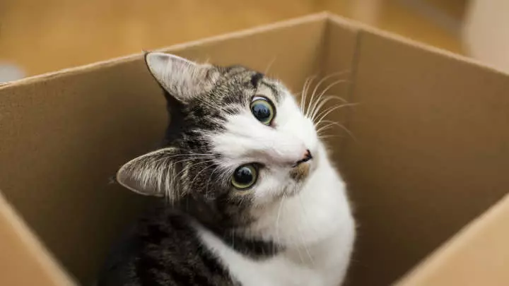 고양이가 당신보다 골판지 상자를 더 좋아하는 이유