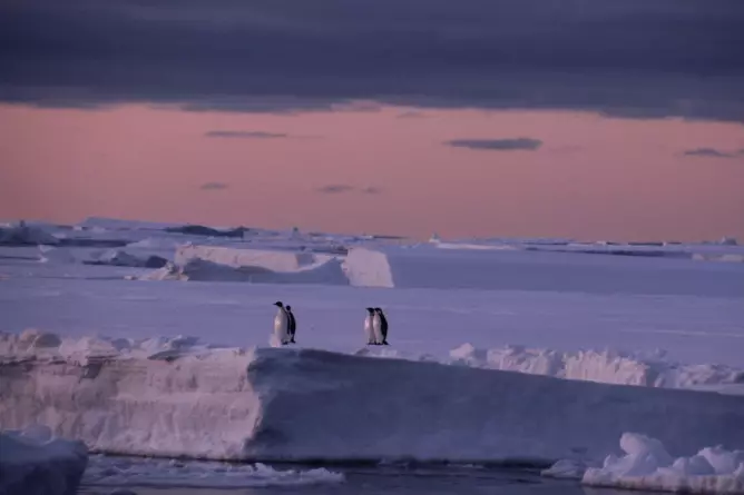 Tirpstantys Antarktidos ledo lakštai užtvindys jūrą 5503_1
