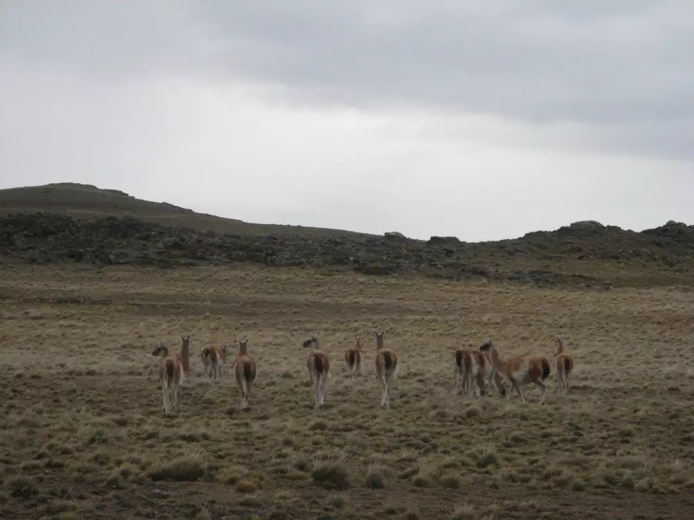 Patagonia Mbuktekake Kepunahan Mudhun kanggo Pamburu lan Perubahan Iklim 5562_1