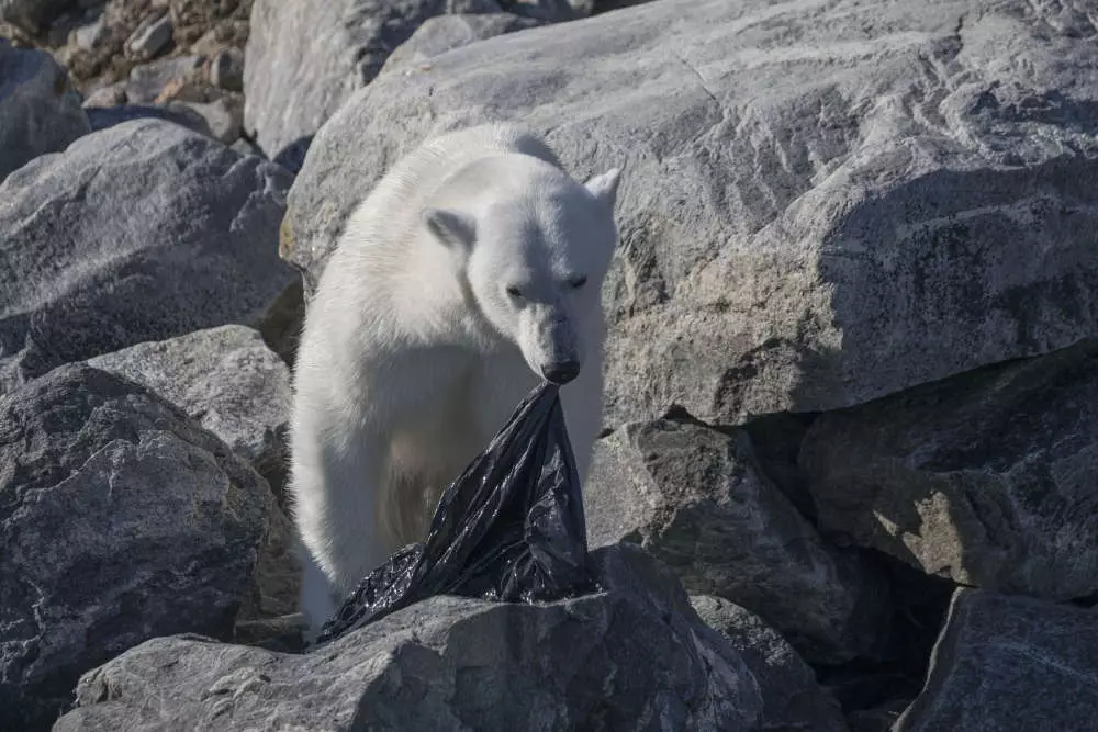 Gabhann Grianghraf Briseadh Béar Polar Ag Iarracht Mála Plaisteacha a Ithe 5573_1