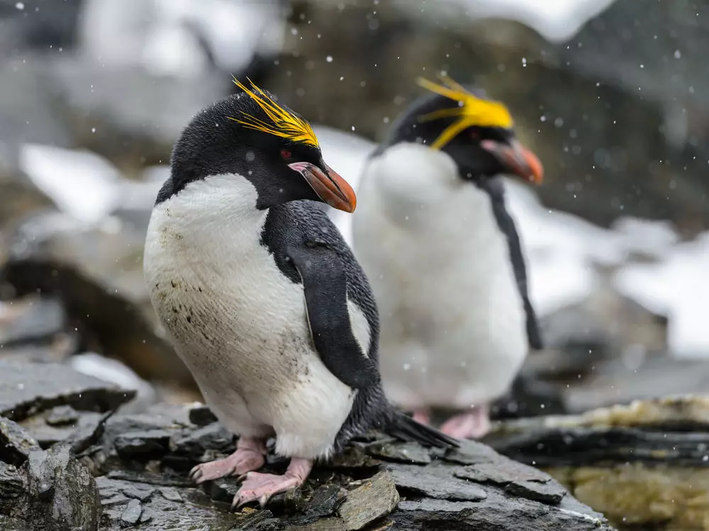 Bi milyonan Penguin Ji ber Teqîneke Volkanîk Tê Xemkirin 5781_2
