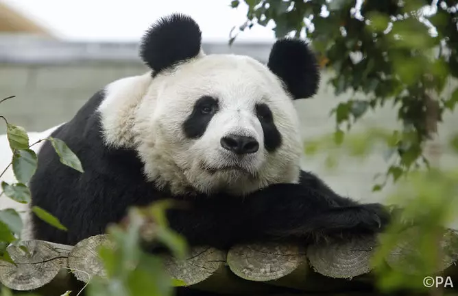 Палонным гіганцкім пандам, магчыма, спатрэбіцца стварыць байцоўскі клуб, каб выратаваць віды 5784_1