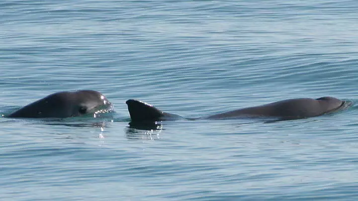 Militære delfiner vil bli utplassert i september for å redde kritisk truede Vaquita
