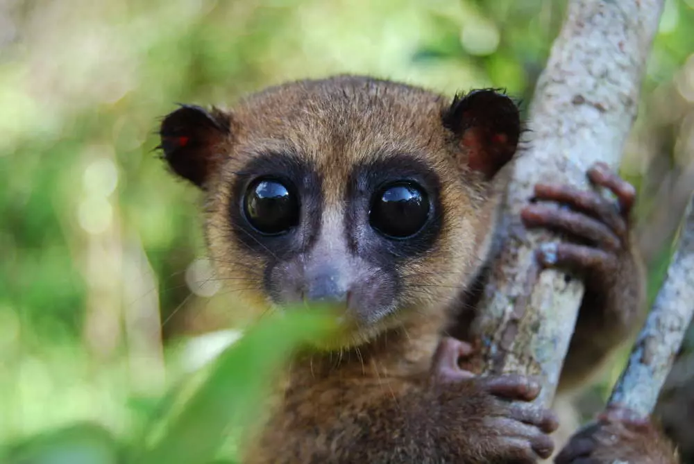 Spesies Lemur Dwarf Anyar sing nggumunake wis ditemokake 5795_2