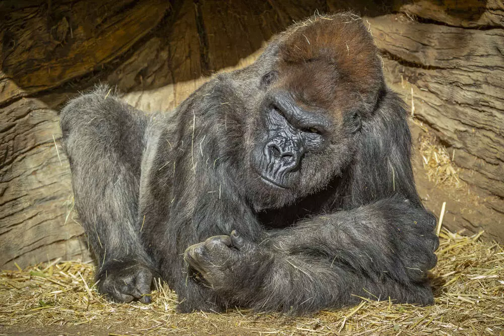 Az első COVID-19-esetek emberszabású majmokban San Diego gorilláiban 5816_1