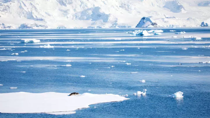 Радикальний план створення найбільшого в світі морського заповідника в Антарктиді був заблокований трьома країнами