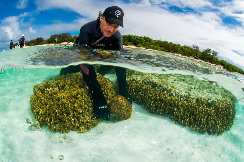 Nagdudulot ng Bagong Buhay ang Coral Transplants sa Great Barrier Reef 6011_1