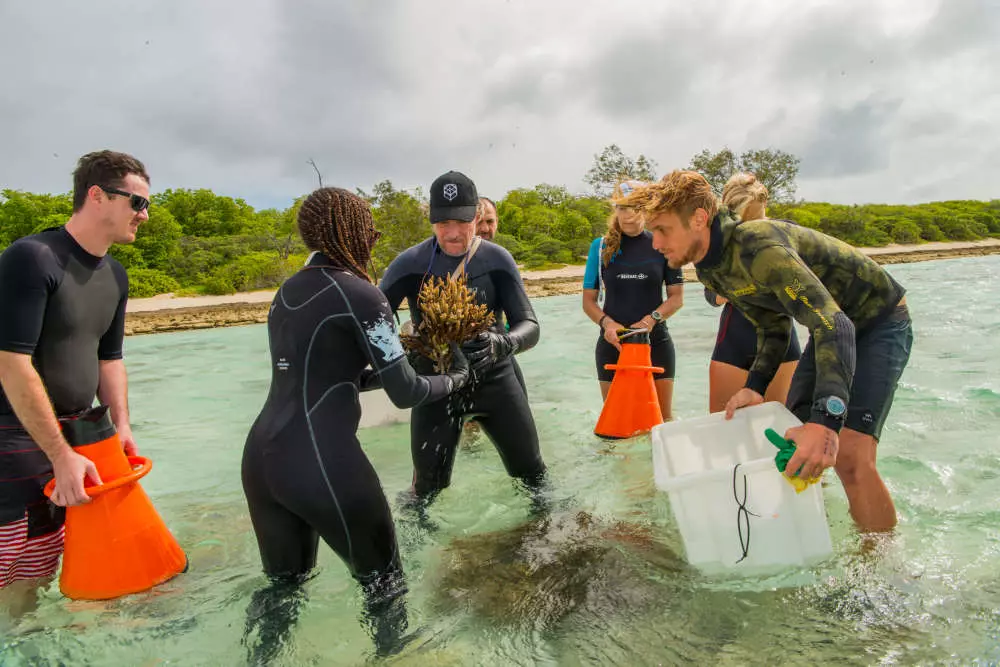 Nagdudulot ng Bagong Buhay ang Coral Transplants sa Great Barrier Reef 6011_2