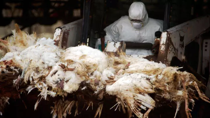 Russland meldet erste menschliche Fälle von H5N8-Vogelgrippe an die Weltgesundheitsorganisation